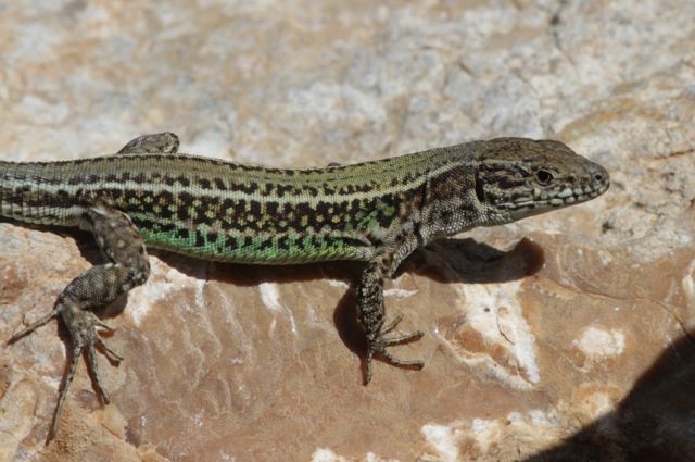 Birding Benstead: my day off in Crete