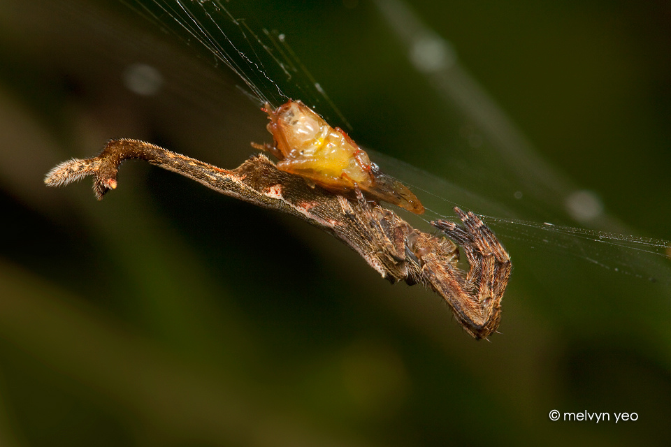 Melvyn's Photography: Scorpion Tailed Spider, Arachnura sp.