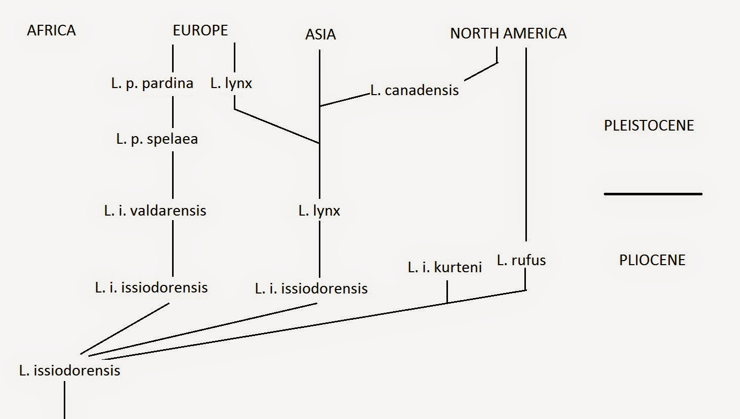 The Evolution of Lynxes