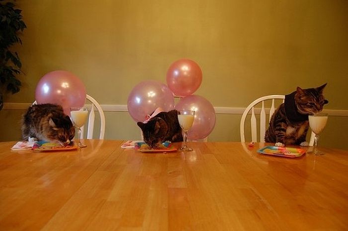 Funny Animals Party | Funny Images Show