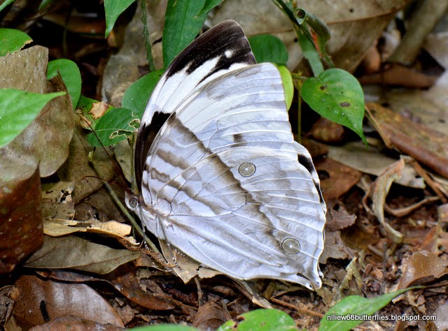 The Forested Path (and Beyond): BUTTERFLIES of RAUB: The Great Saturn ...