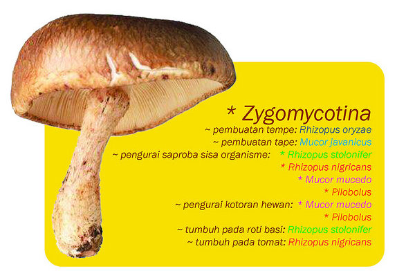 Ciri-ciri dan Manfaat Jamur/Fungi ~ Bigysa