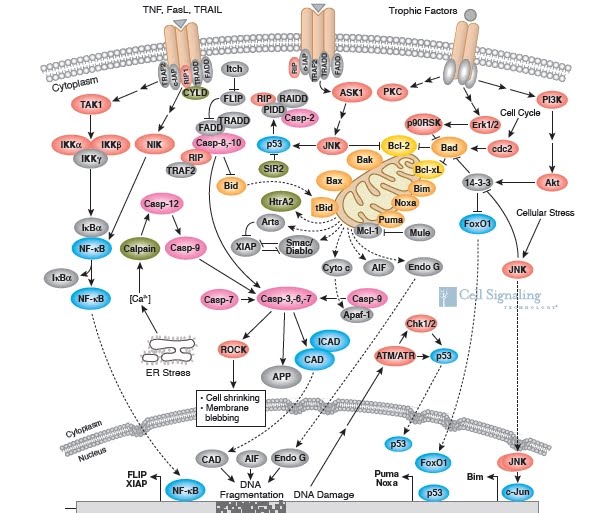 Pengertian Apoptosis dan proses Apoptosis