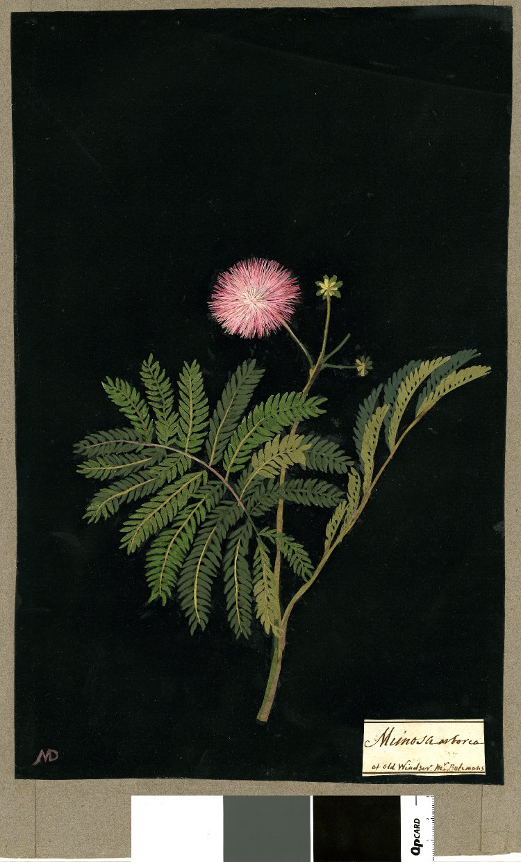 nickyskye meanderings: Mary Delany, collage artist of flowers in the 1700's