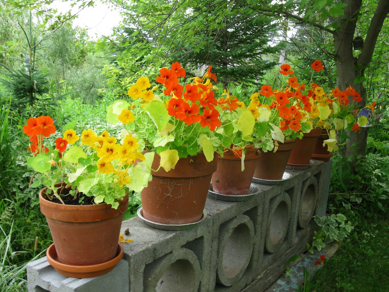 Thelma's Days: Nasturtiums