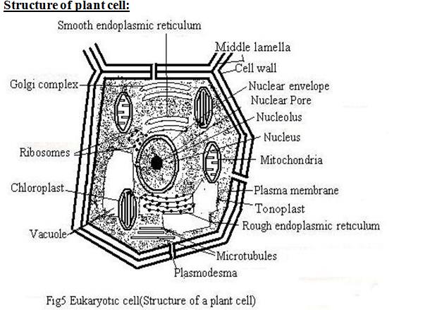 Plant Cell-an introduction ~ Dhiraj's Blog