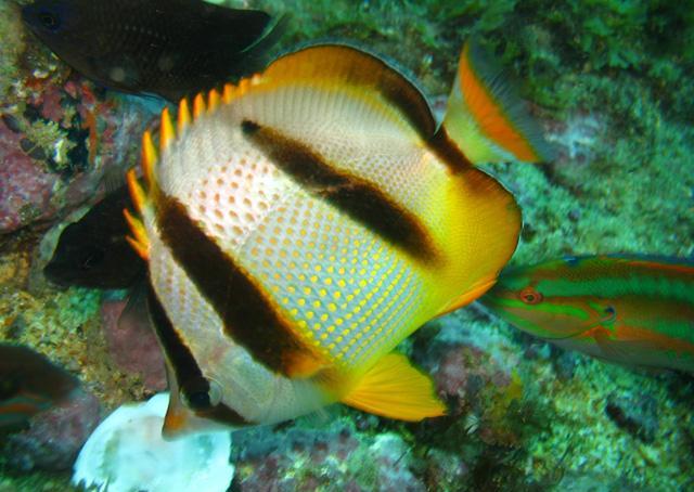 D' Ocean Aquarium: Ikan Kepe kepe (Butterfly Fish)