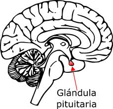 EL TERCER OJO Y LA GLÁNDULA PITUITARIA | Karma Yoga