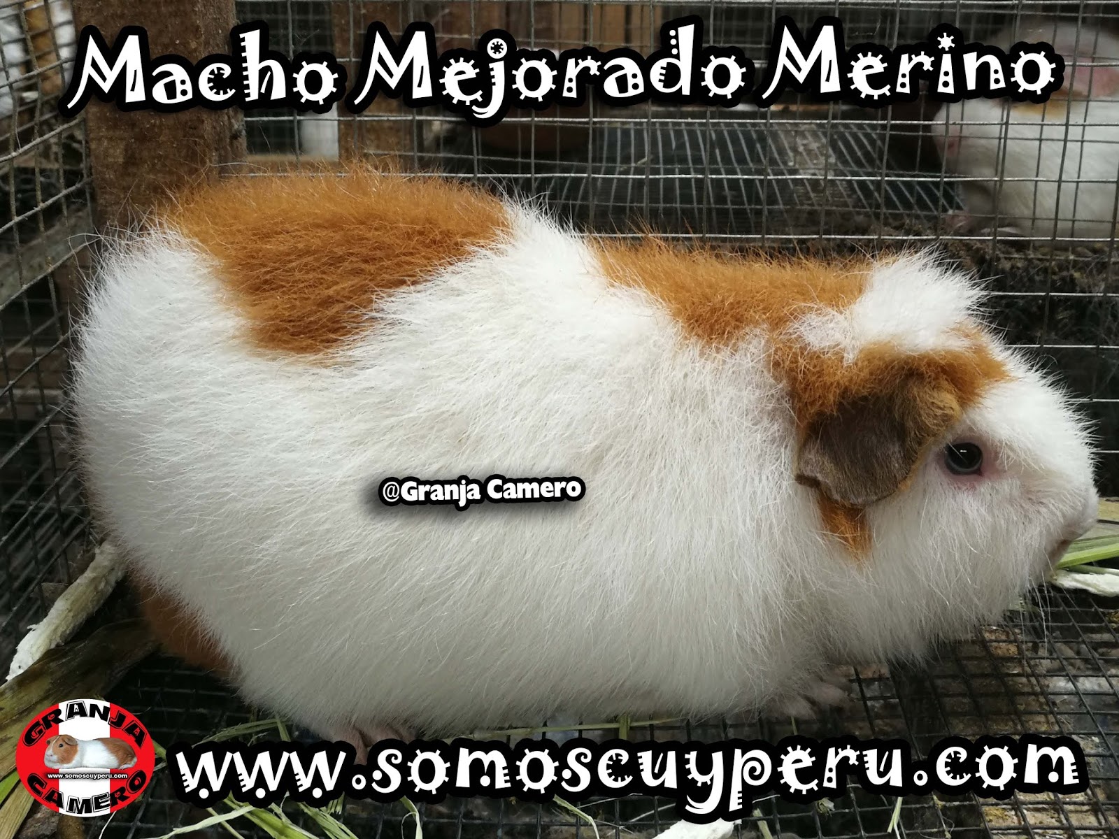 CUY LINEA MERINO ~ SOMOS CUY PERU