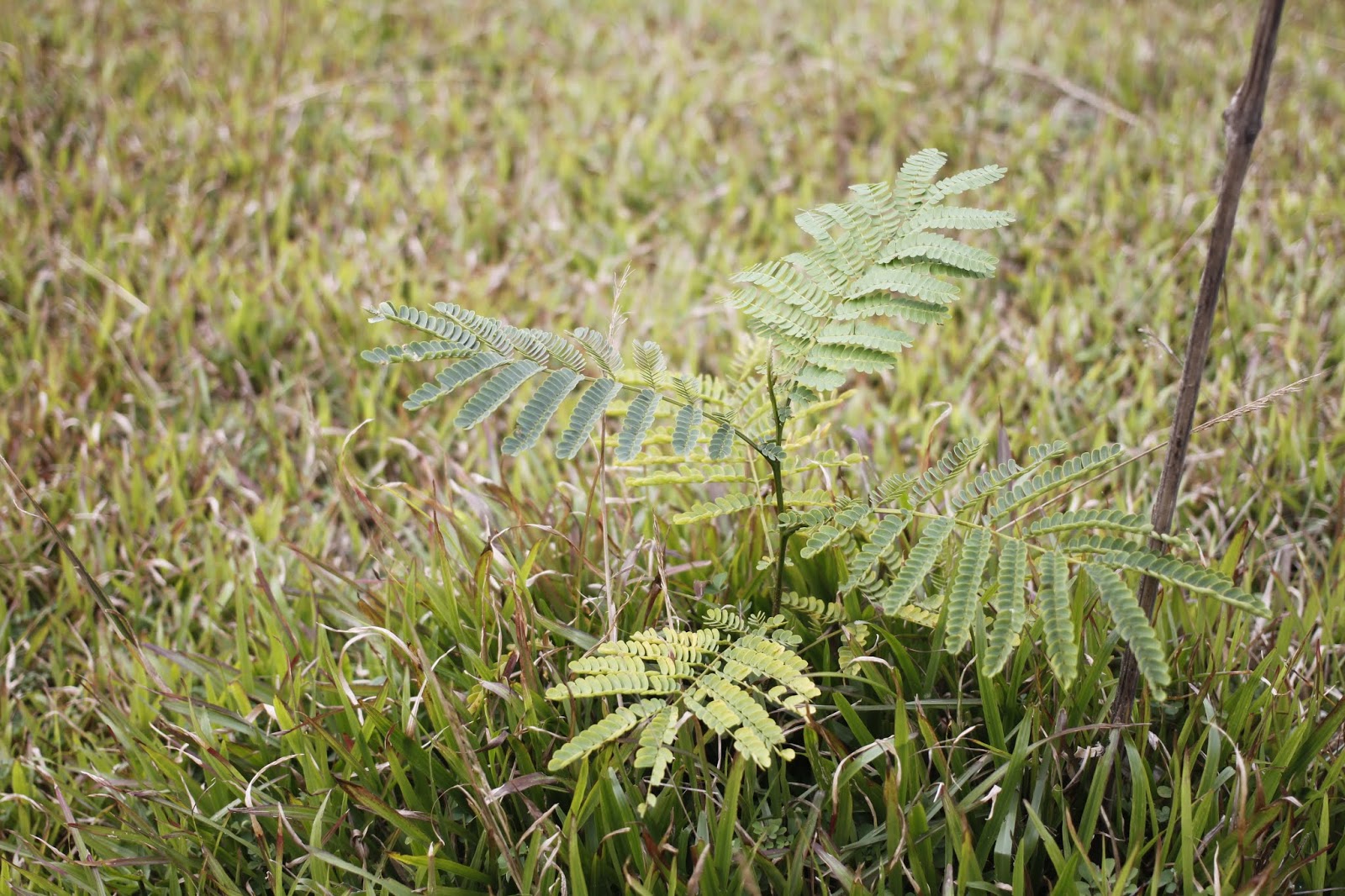 Evergreen Resources Tree Farm: 2018