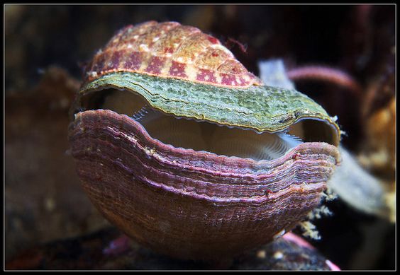 Origen embrionario: Protostomados