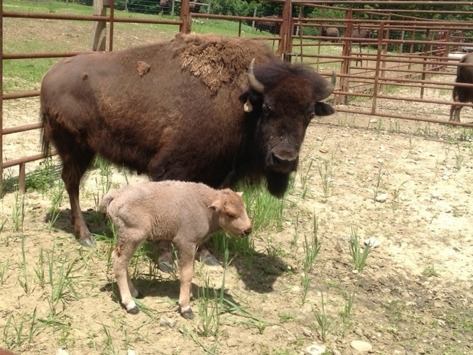 White Wolf : July 2012