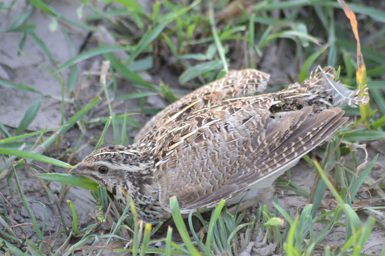 Wildlife of Pakistan