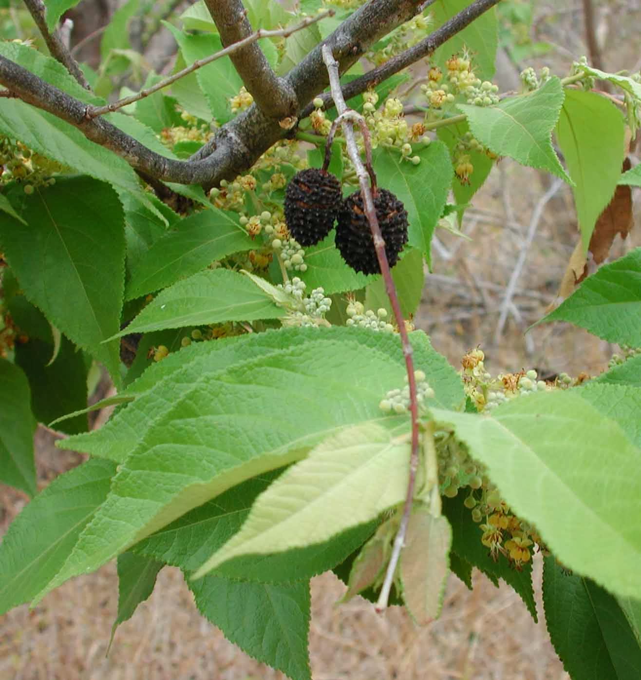 PLANTAS DE LA ESPAÑOLA: Guazuma ulmifolia