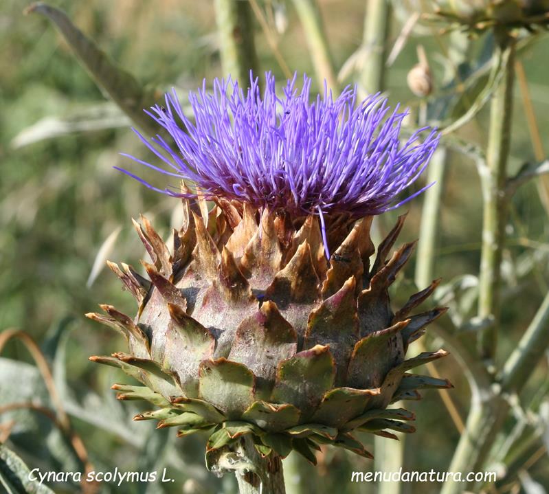 Menuda Natura: Cynara scolymus L.