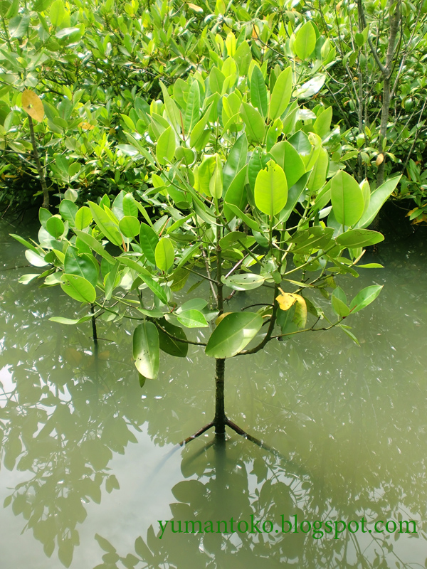info yummy: Mari Melestarikan Hutan Mangrove