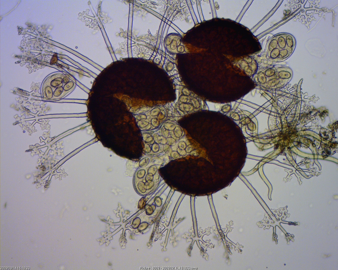 NCSU PDIC: My plants have a little sugar coating :) Powdery Mildew ...