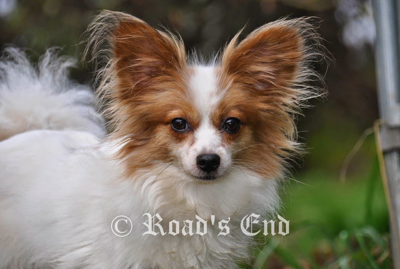 Road's End Papillons : Expecting Papillon Mom