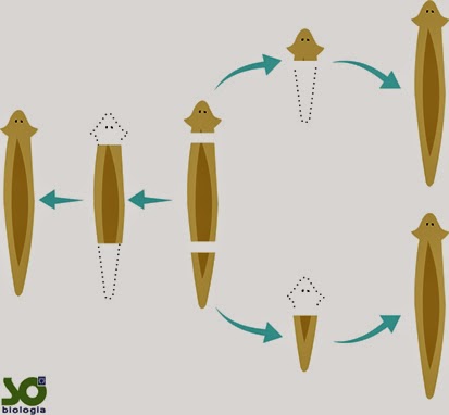 Blog Naturales 1º ESO - IES Isidra de Guzmán