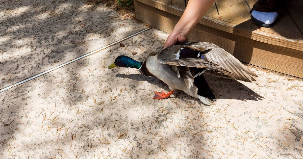 Naturetastic Blog: Helping Out a Mallard Duck (Anas platyrhynchos)