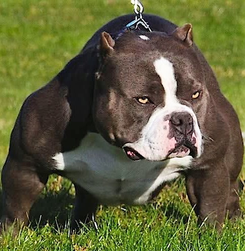 ACENDURA BRAVA: COMO FAZER UM MOLOSSO MELHOR