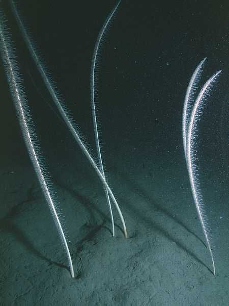 Real Monstrosities: Sea Pen