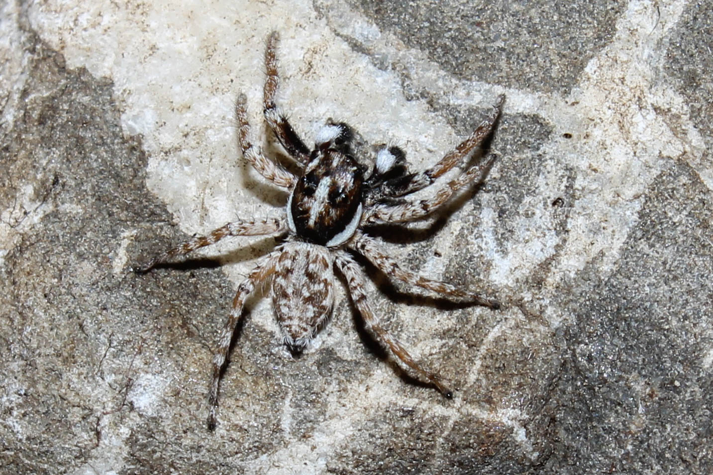 Biodiversity of Cyprus by NGO Protection of the Natural Heritage and ...