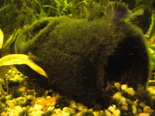 Glonojady!: Akwarium