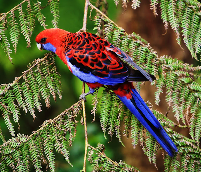 Crimson Rosella | The Life of Animals