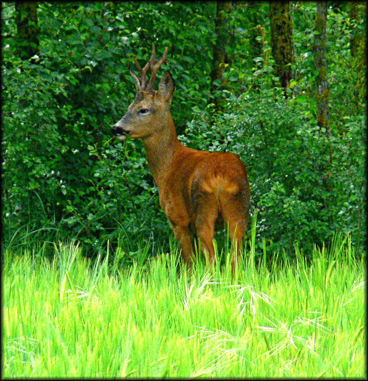 HUESCA Y LA SIERRA DE GUARA: CORZO Capreolus capreolus Carl von Linné ...