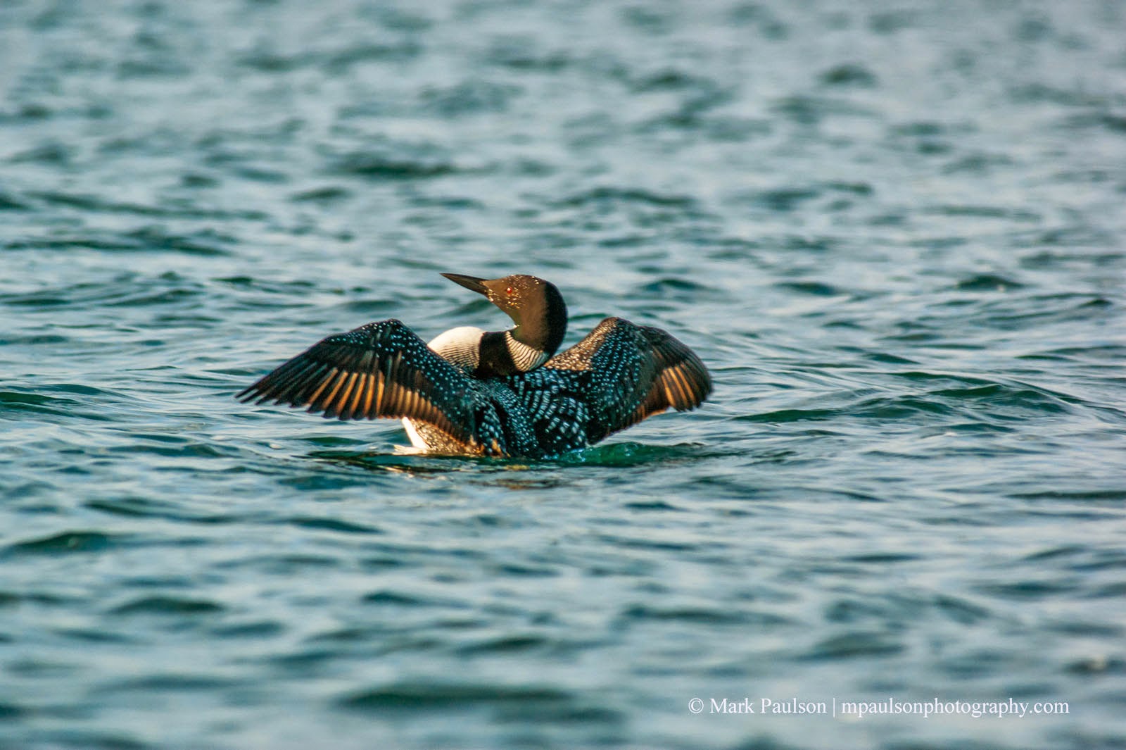 MAP Artistic Photography: Birds