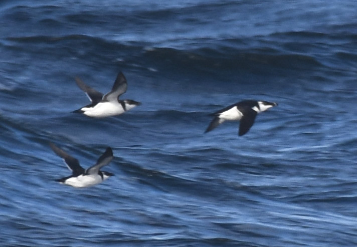Notes from Halibut Point: Tuxedo Birds