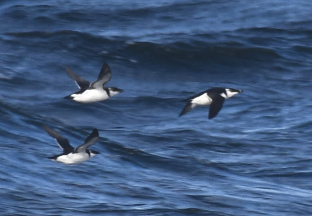 Notes from Halibut Point: Tuxedo Birds