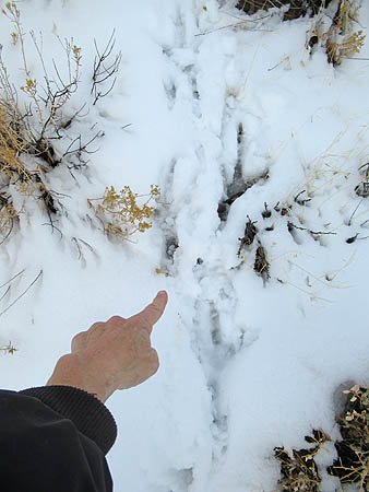 The Equestrian Vagabond: Golden Eagle Tracks