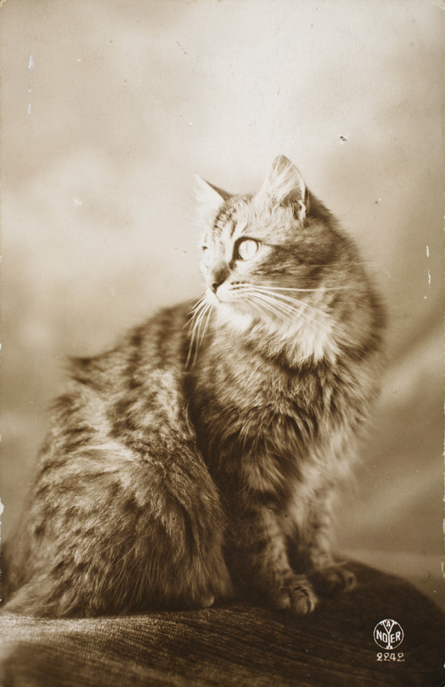30 Lovely Vintage Snapshots of Cats from the 1920s ~ vintage everyday