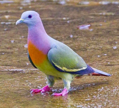 Gambar Burung Warna Pink - Gambar Burung