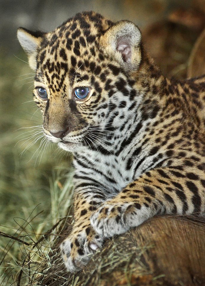 pretty blue eyed cheetah!!!!