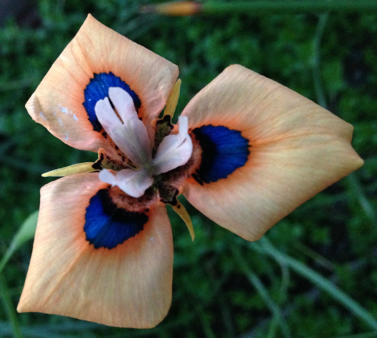 Growing Cool Plants: New Moraea Hybrids, 2017