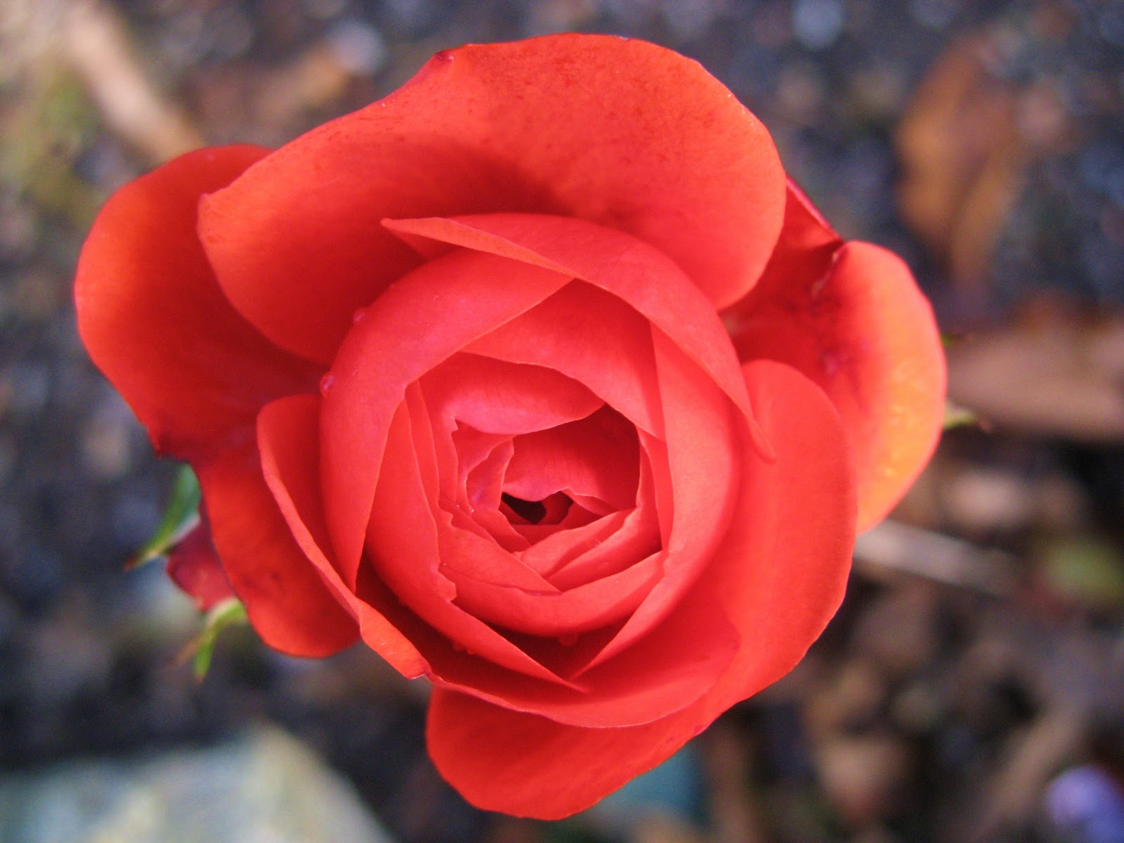 A Red Red Rose