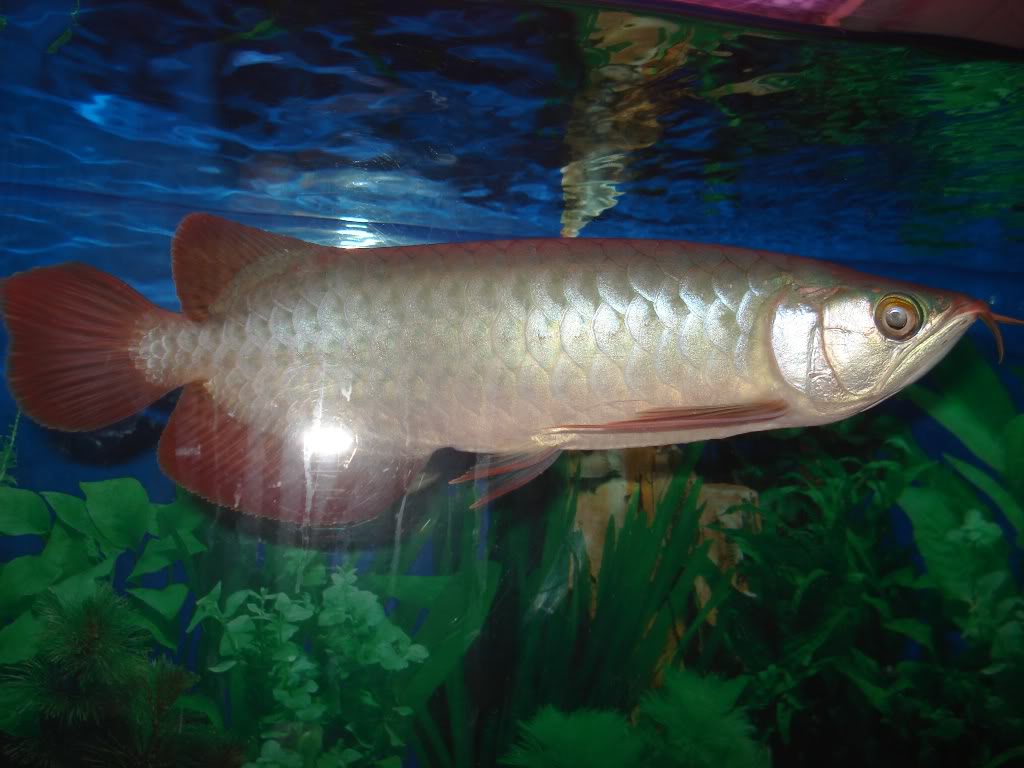 Nature Lover: Arowana Fish