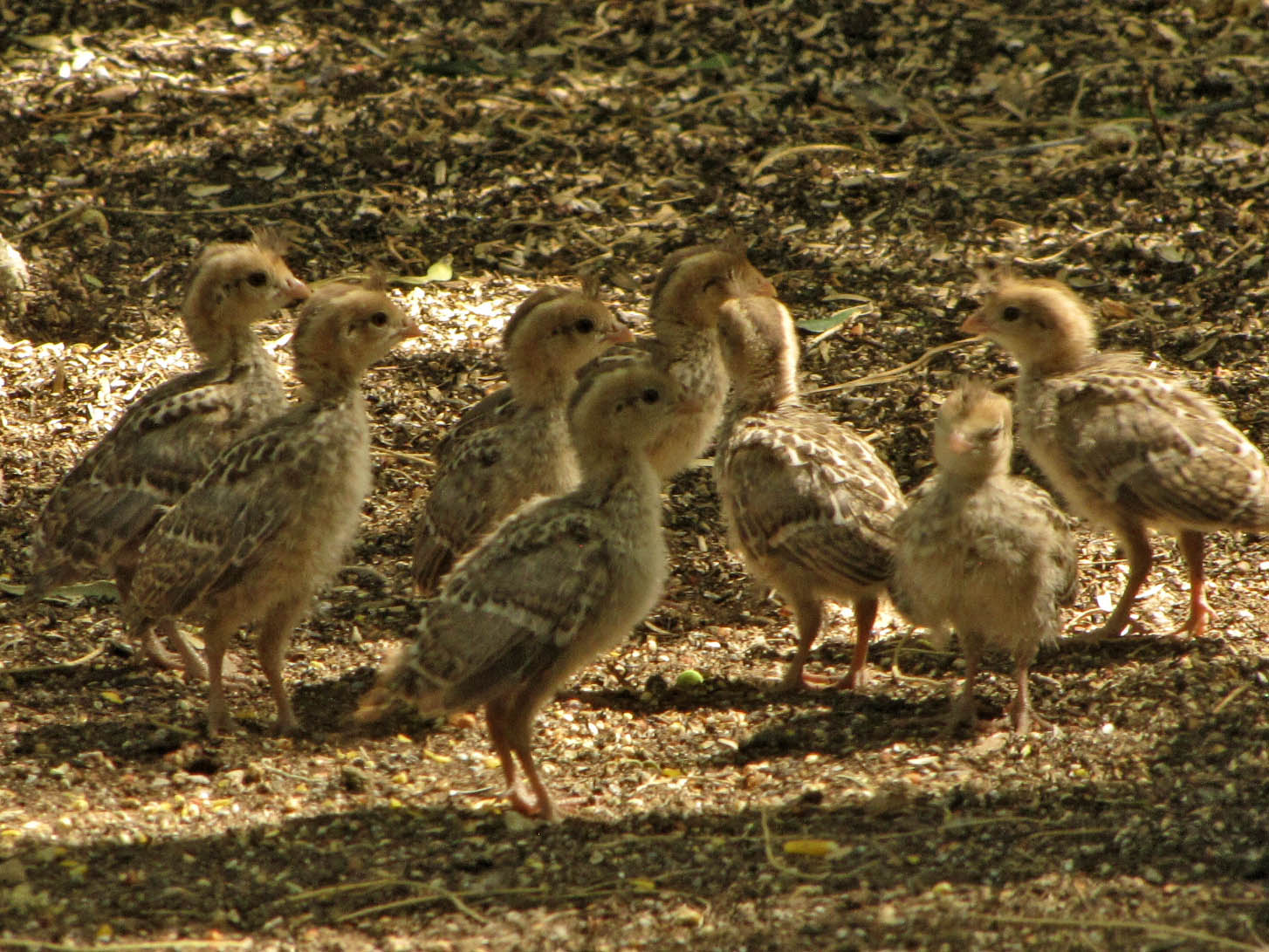 Desert Colors: Quail Family