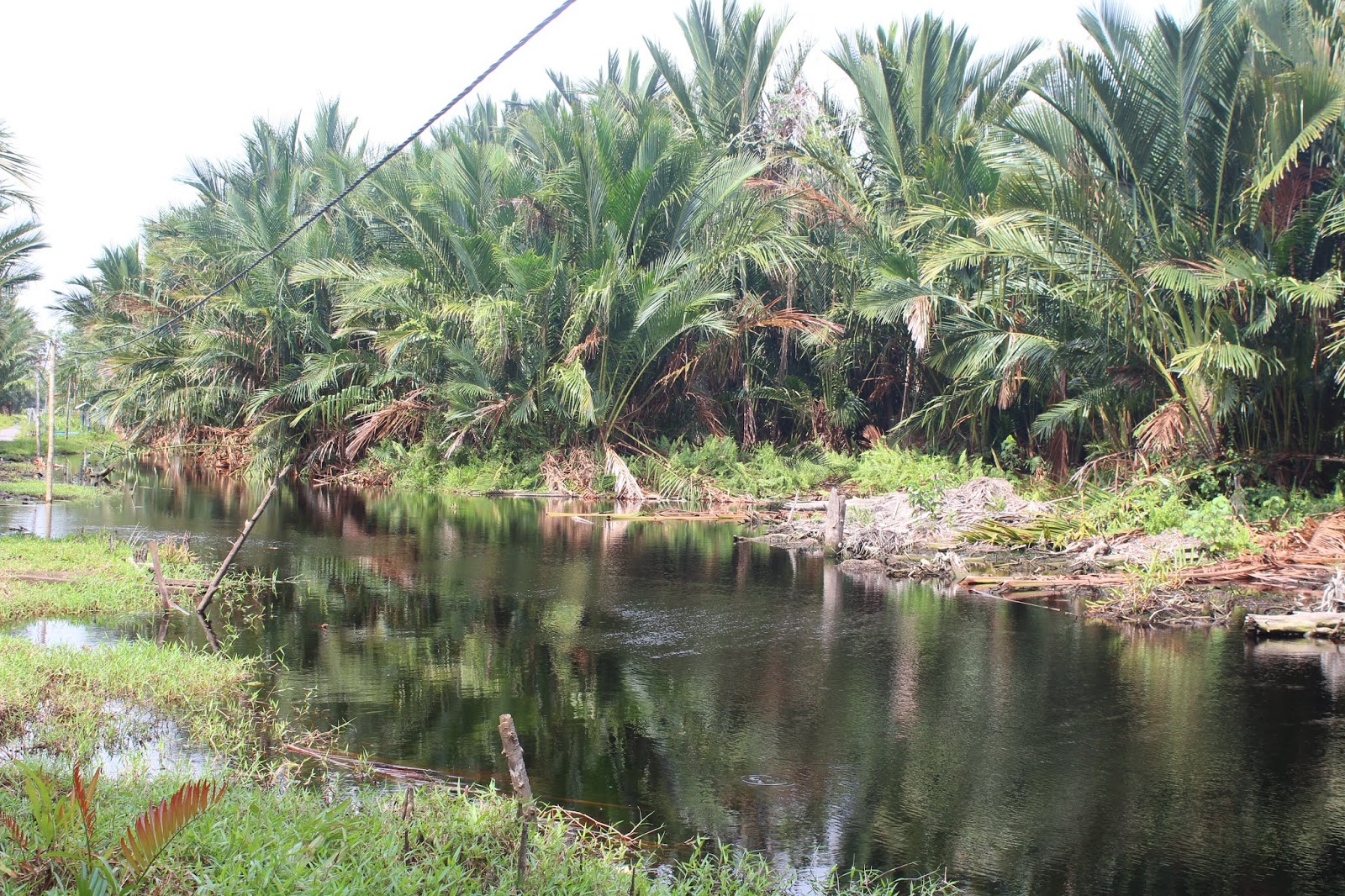 Pengenalan Tanaman Sagu | Restorasi Gambut