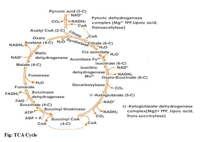 Kreb's Cycle(TCA Cycle) ~ Dhiraj's Blog