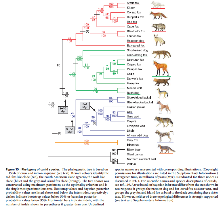 Mammal Crush Mondays: Lycaon pictus