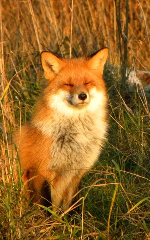 Om böcker, blommor och andra b-traktelser: "Jag fångade en räv en dag...