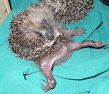 Wild Animal Facts: Hedgehogs cool Pictures
