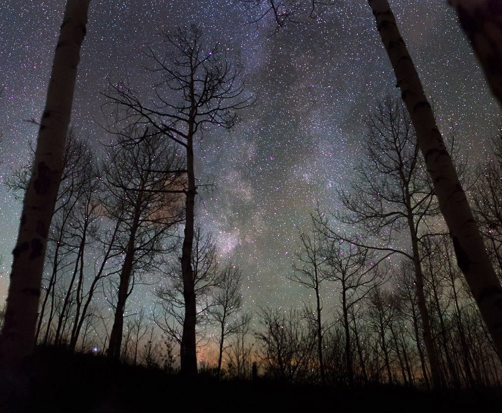 Strongheart: Mary Oliver: Sleeping In the Forest