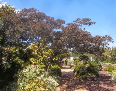 Future Plants by Randy Stewart: Albizia - Siris / Silk Trees