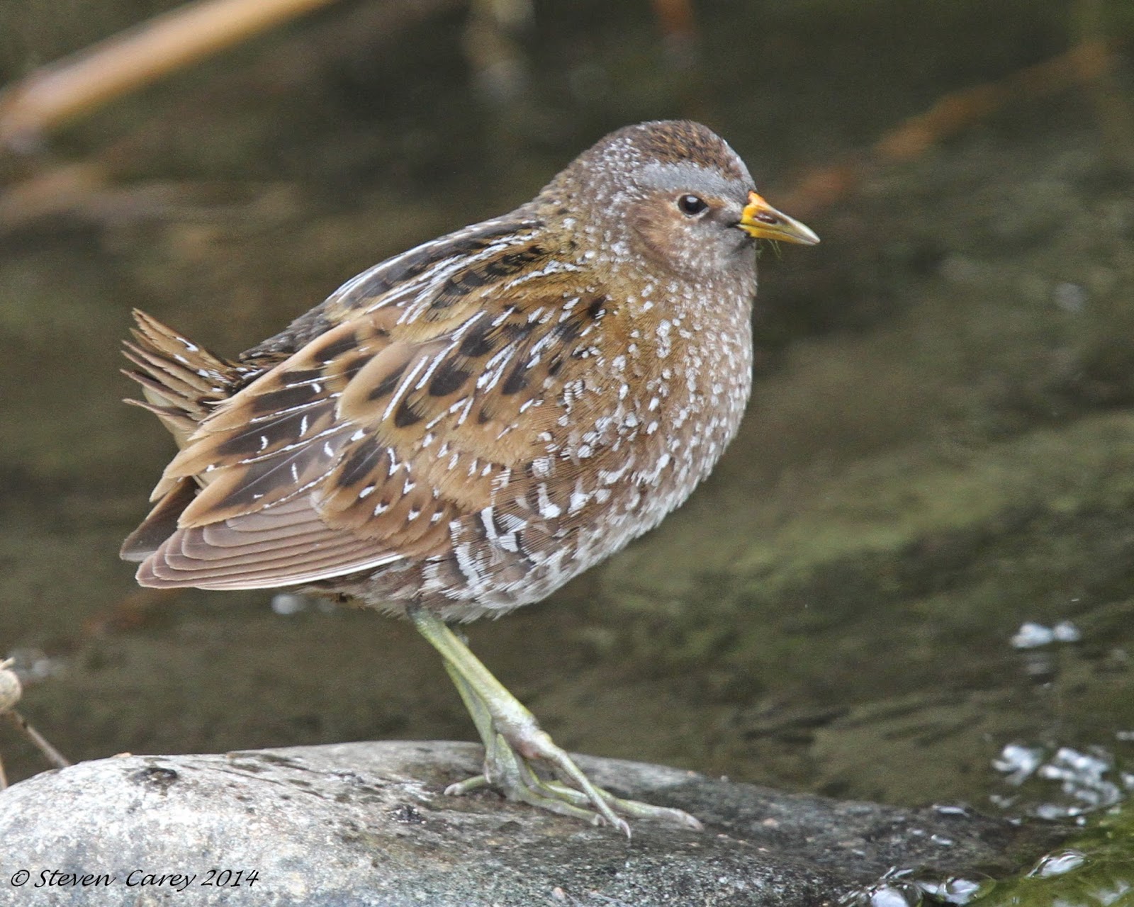 Steve Carey Bird Photography: Spotted Crake (Porzana porzana)