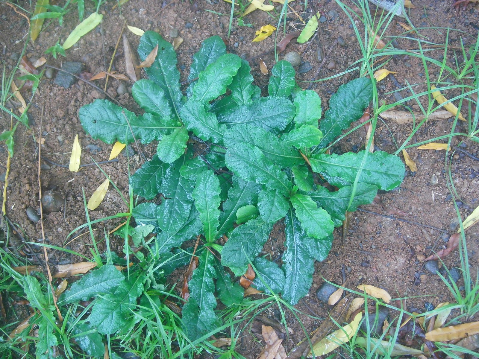 Tapak Liman (Elephantopus scaber) a Traditional Medicine